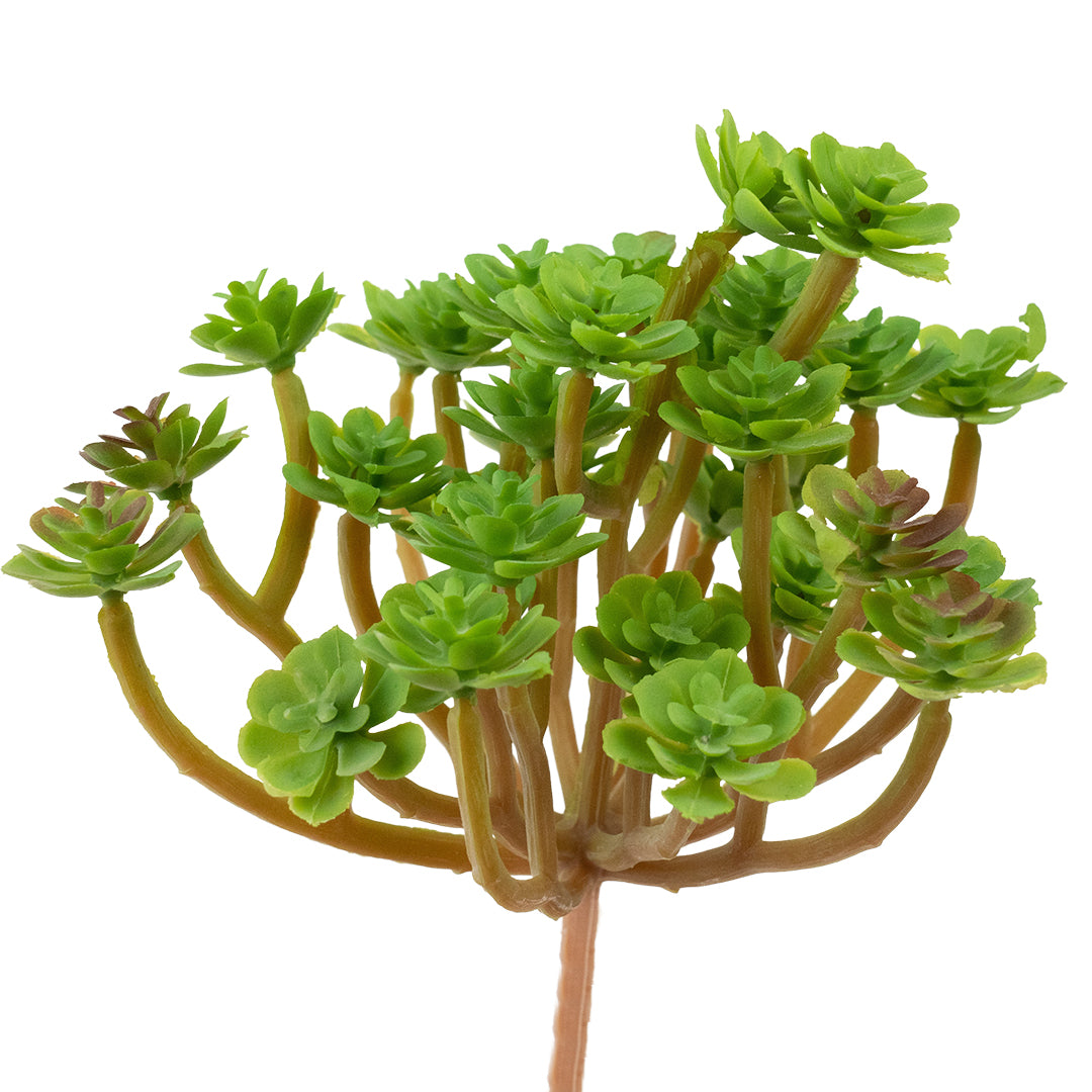 Individual Plants! – Thatswut Succulents